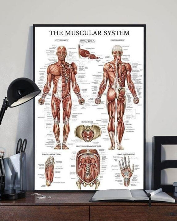 The Muscular System Anatomy Massage Therapist Poster Wall Art Print Decor Canvas Daymira™ Wear